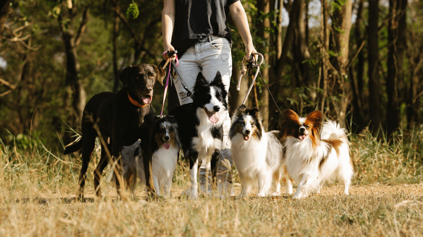 Dog Walking Kington